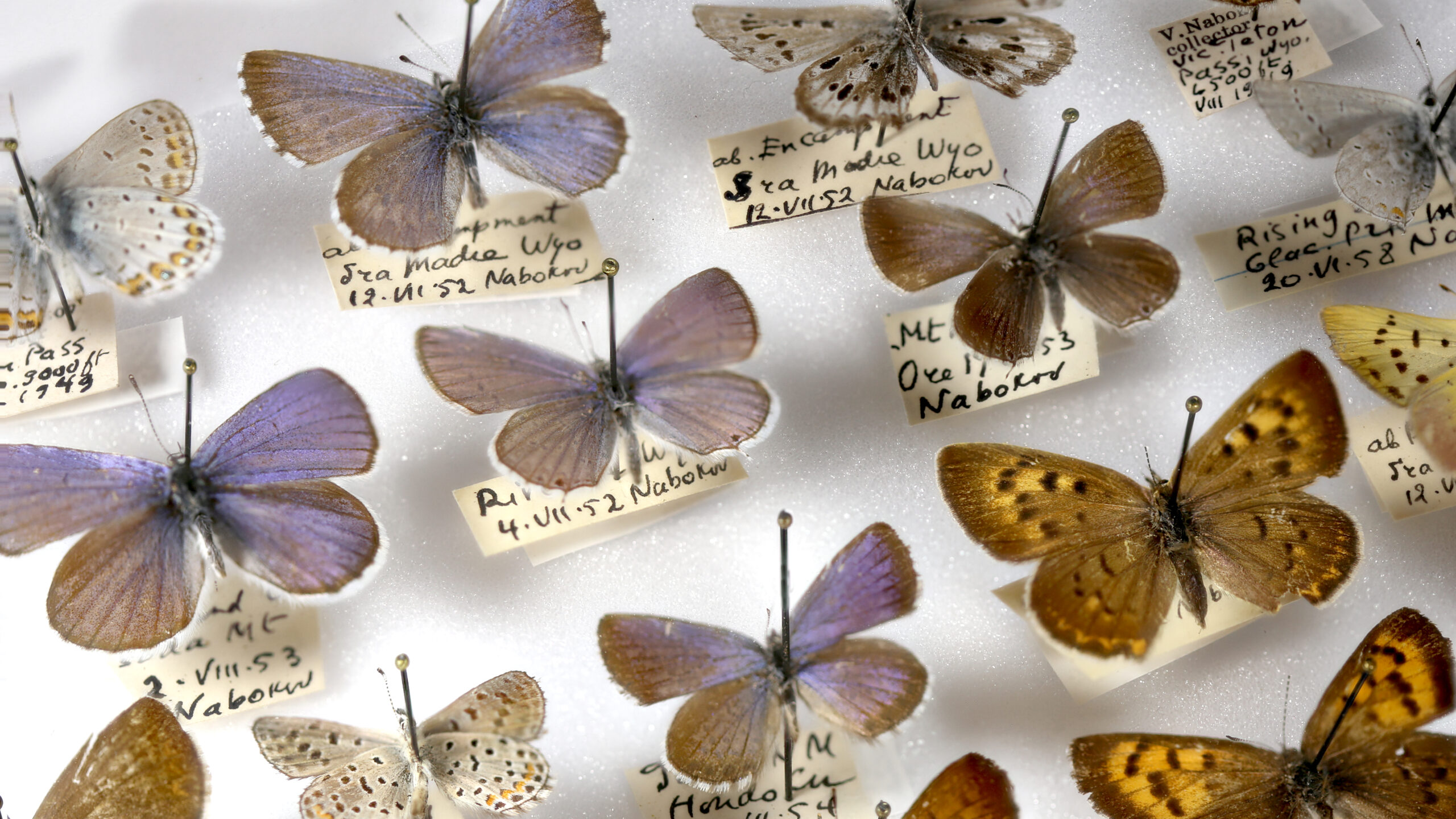Events celebrate Nabokov as butterfly scientist – Cornell University ...